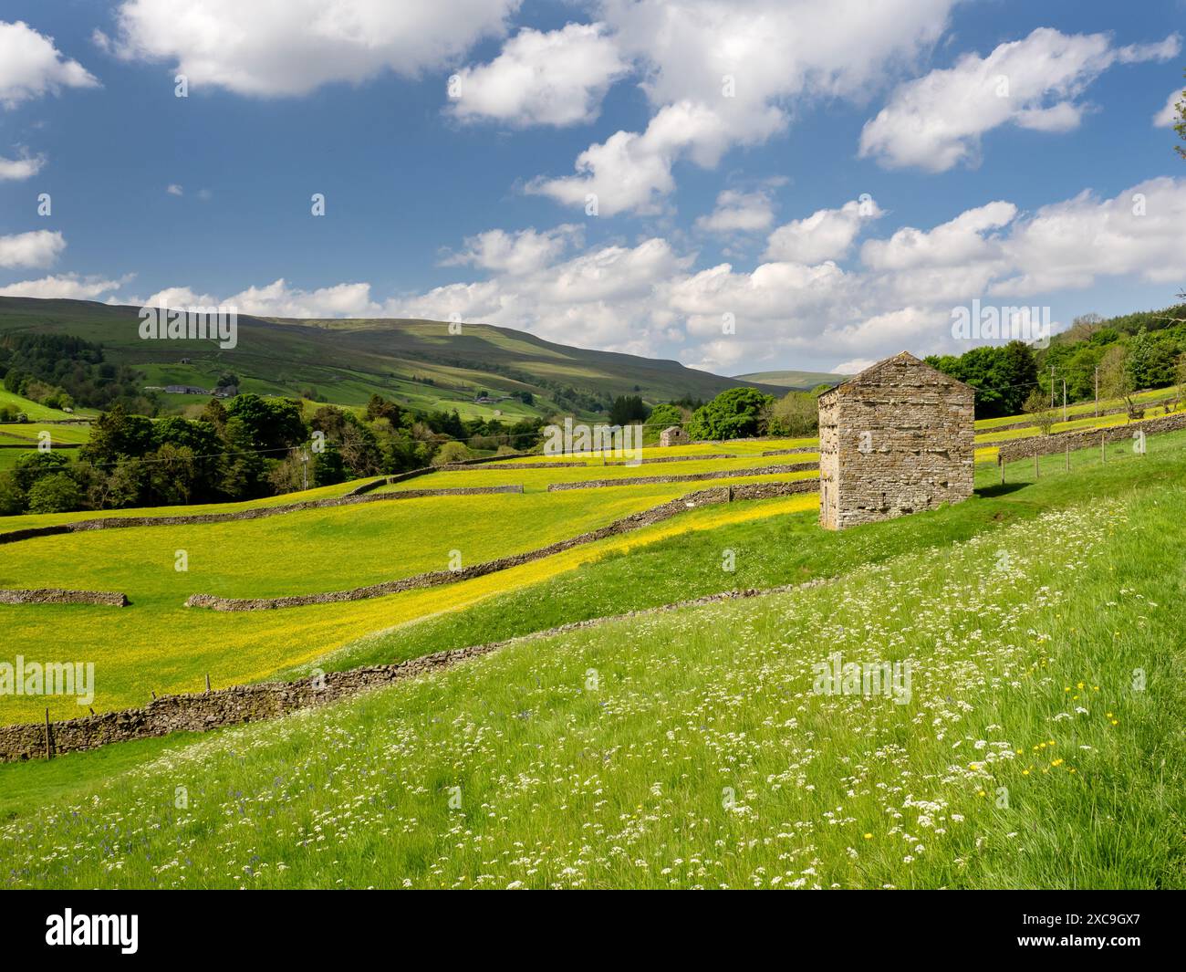 Traditional hay meadows near Muker, Swaledale, Yorkshire Dales, UK ...