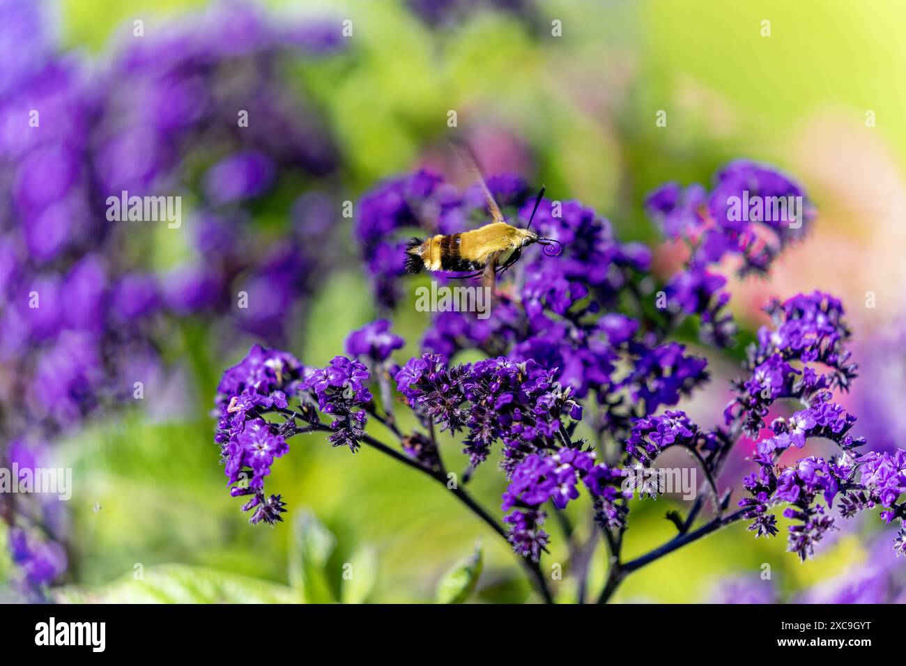 The hummingbird clearwing (Hemaris thysbe) commonly known as hawk moth ...