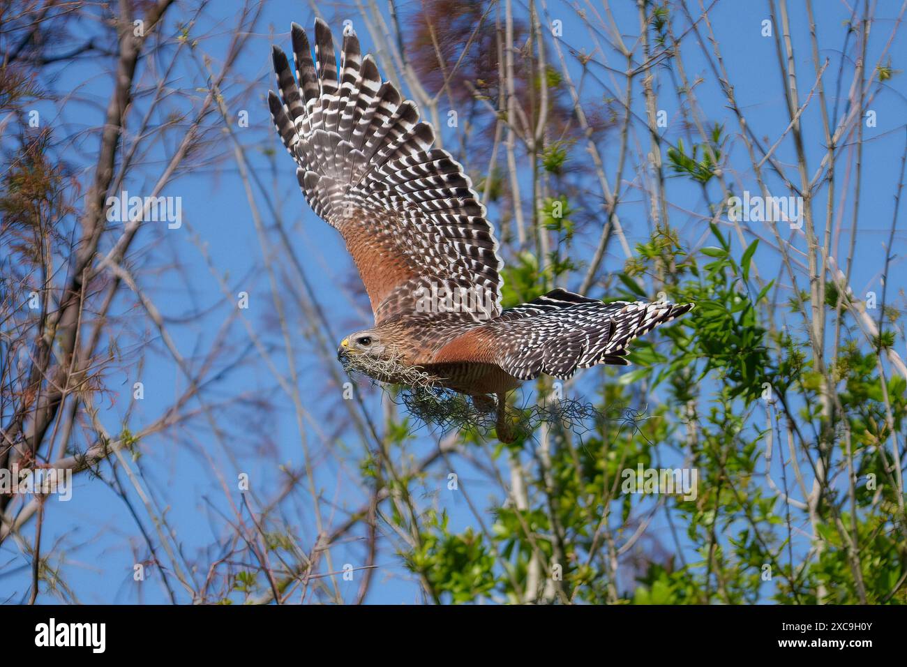 Red-shouldered Hawk with nesting material Stock Photo - Alamy