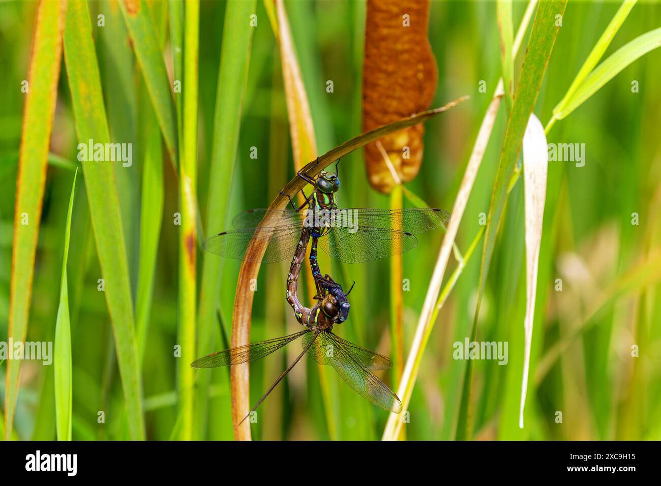 Dragonfly Swamp darner (Epiaschna heros) during mating, nature scene ...