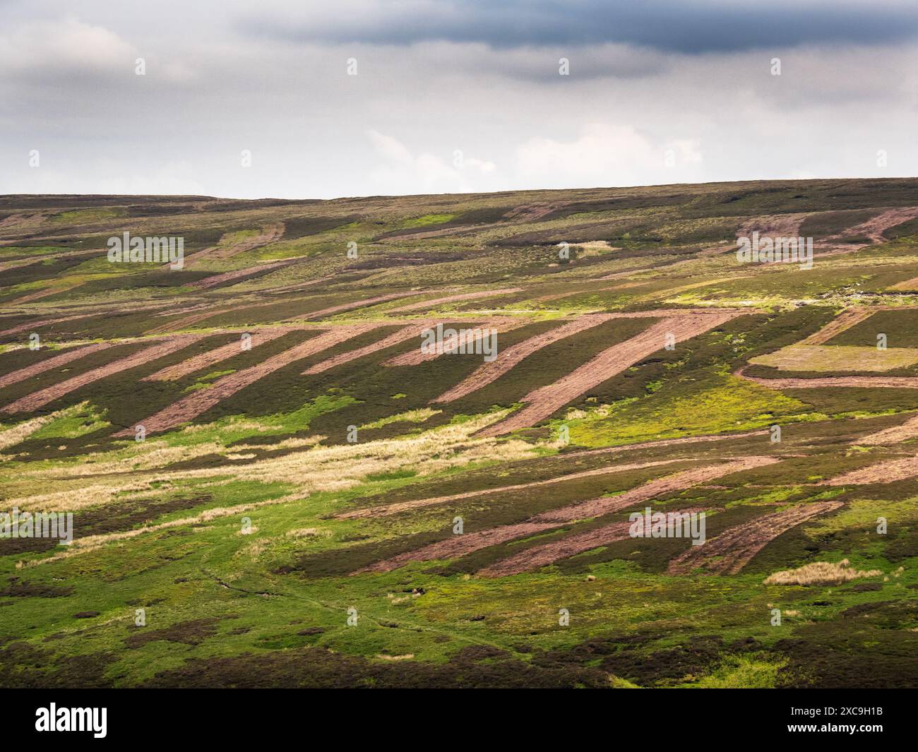 Damage caused to heather by the grouse shooting industry on moorland ...