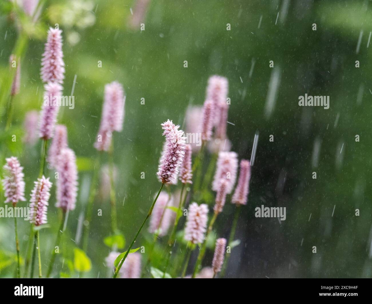Persicaria amphibi hi-res stock photography and images - Alamy