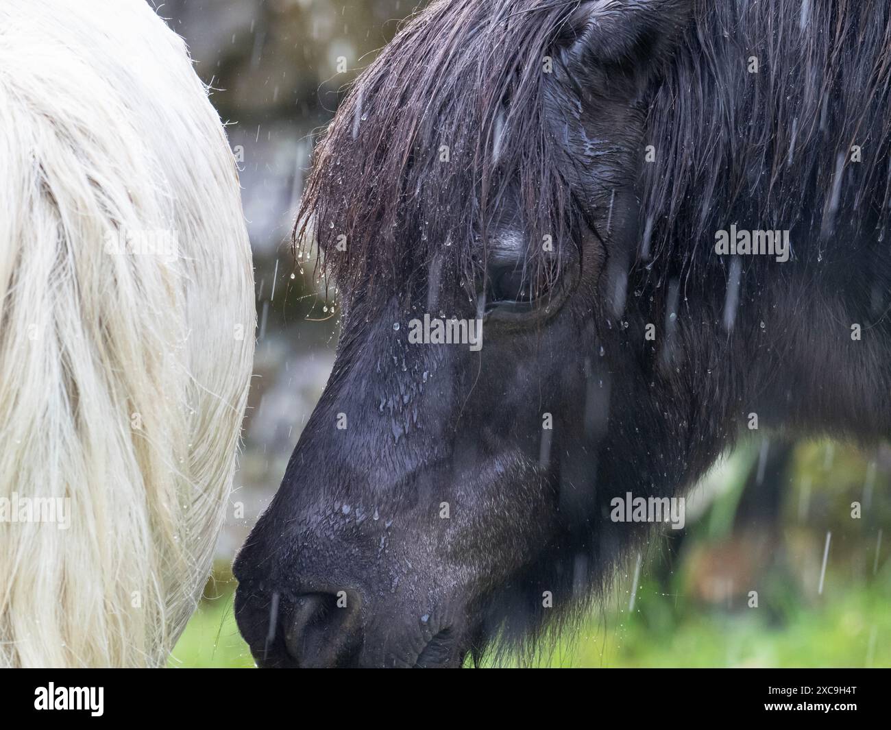 Ponies getting soaked by torrential rain from a thunderstorm in ...