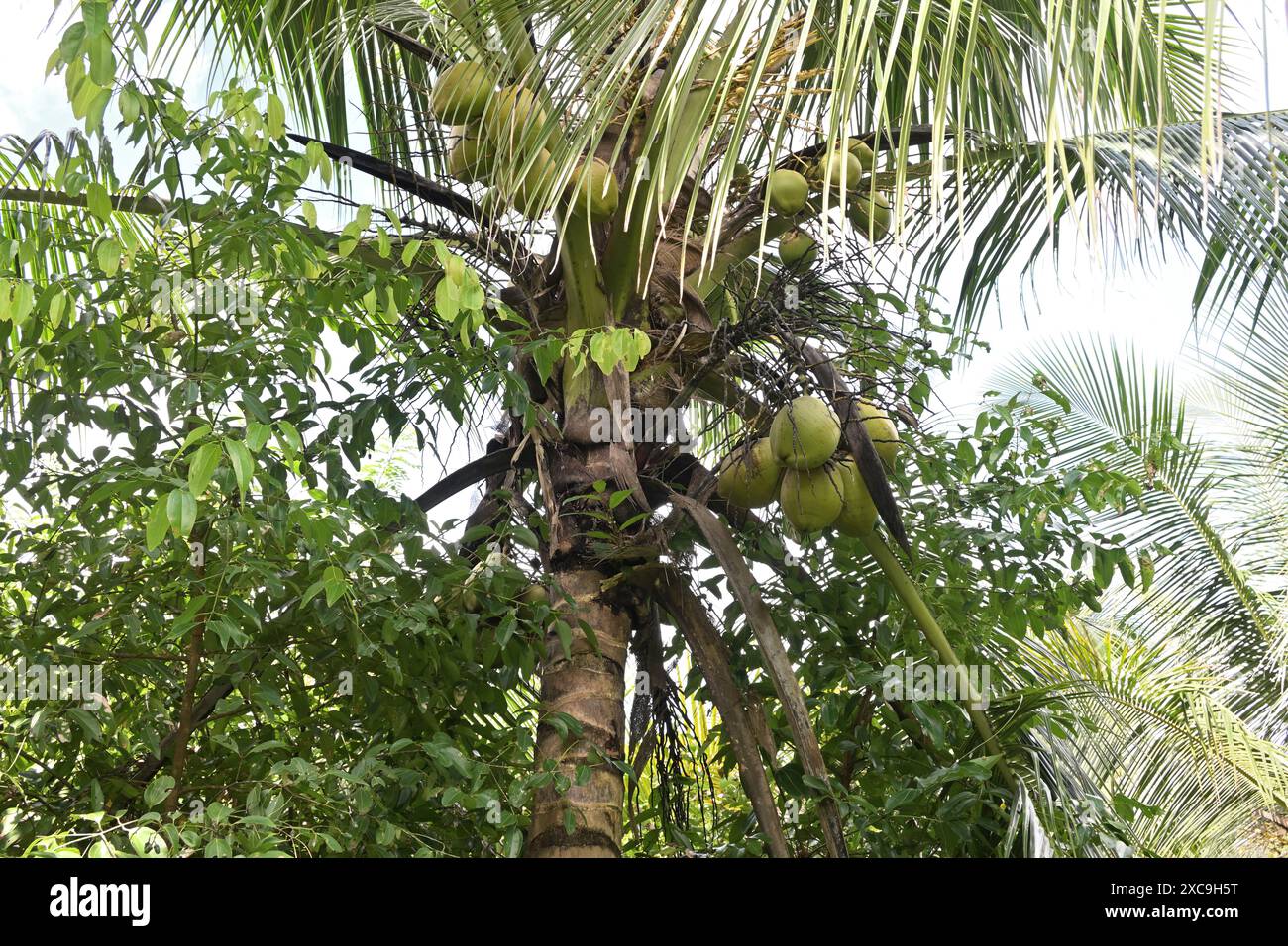 A coconut tree that is young and has clusters of coconuts on it. Nearby ...