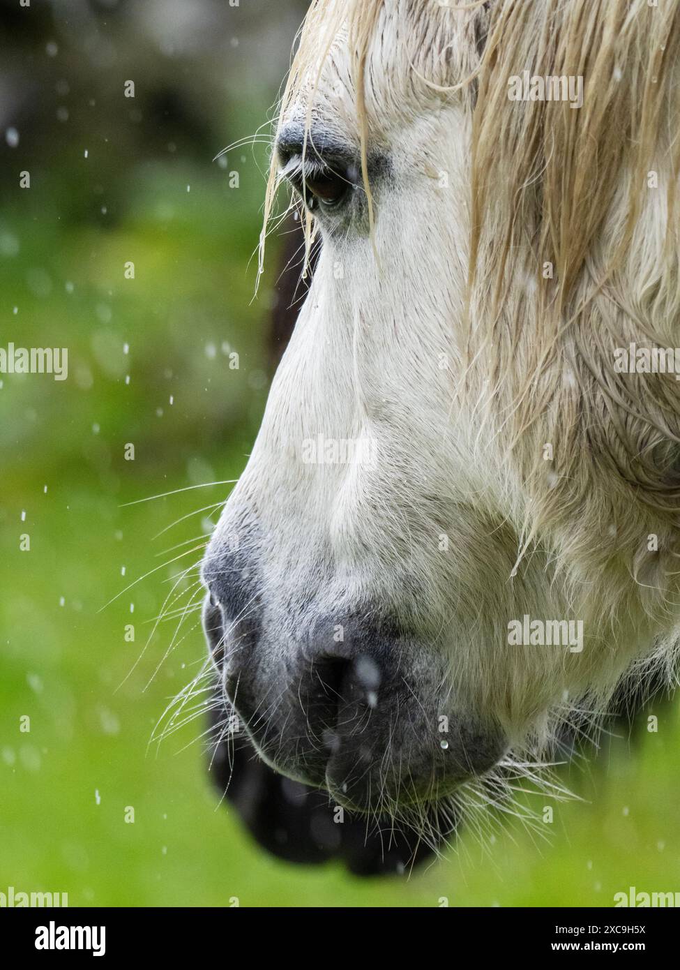 Ponies getting soaked by torrential rain from a thunderstorm in ...