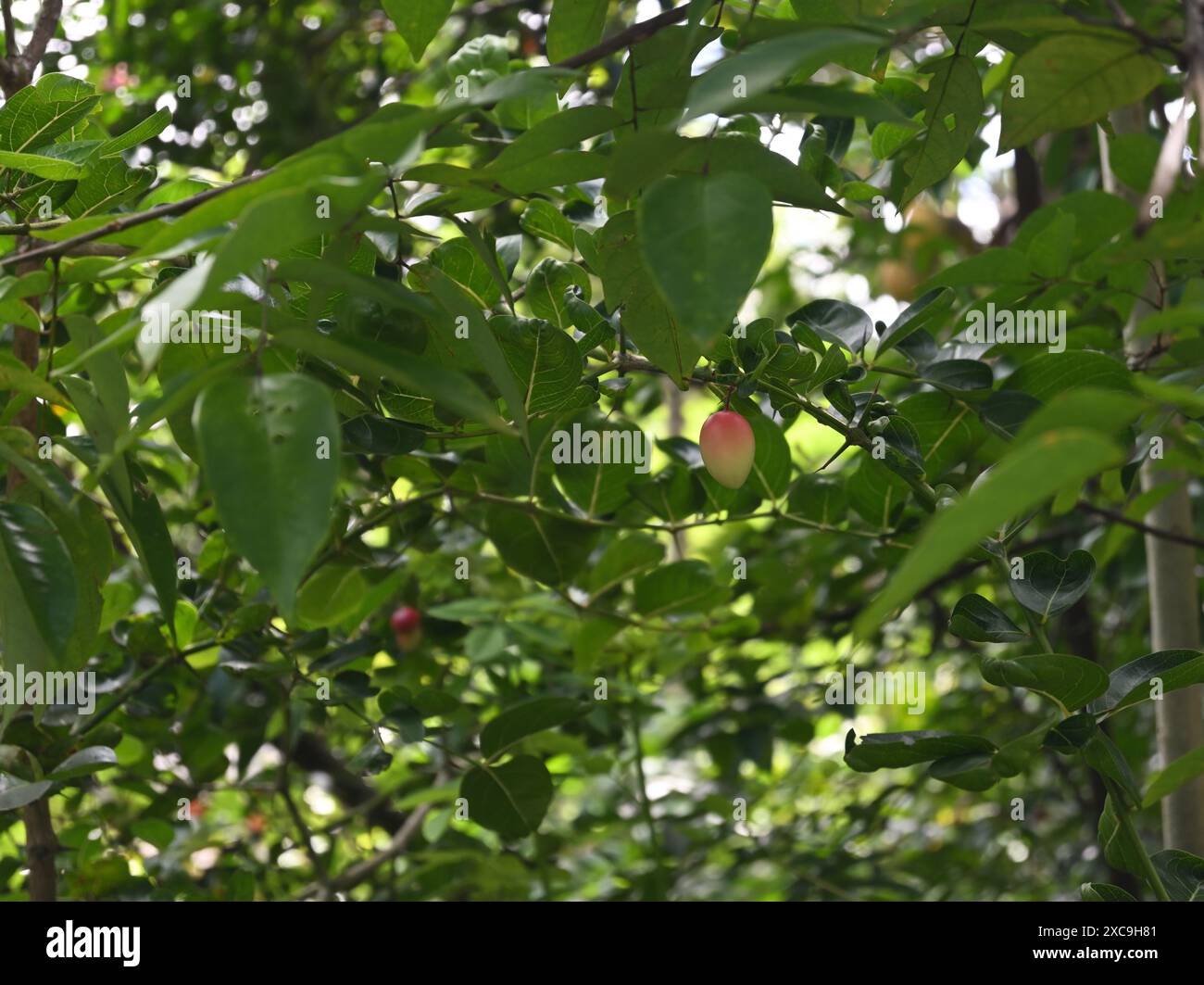 A fresh Bengal currant fruit (Carissa carandas) is dangling from the ...