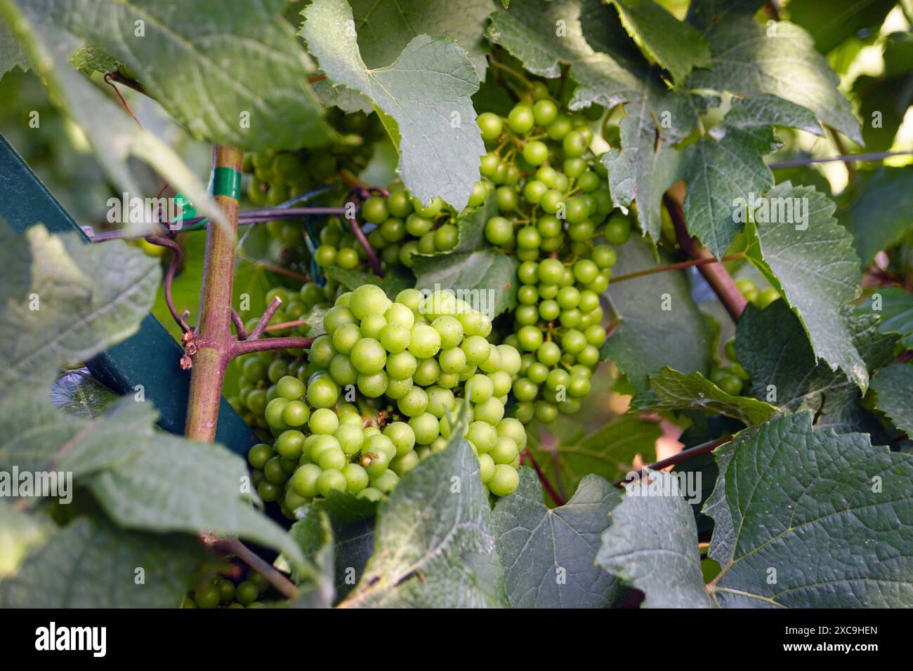 Stages of grape ripening - young grapes with many small green grapes ...