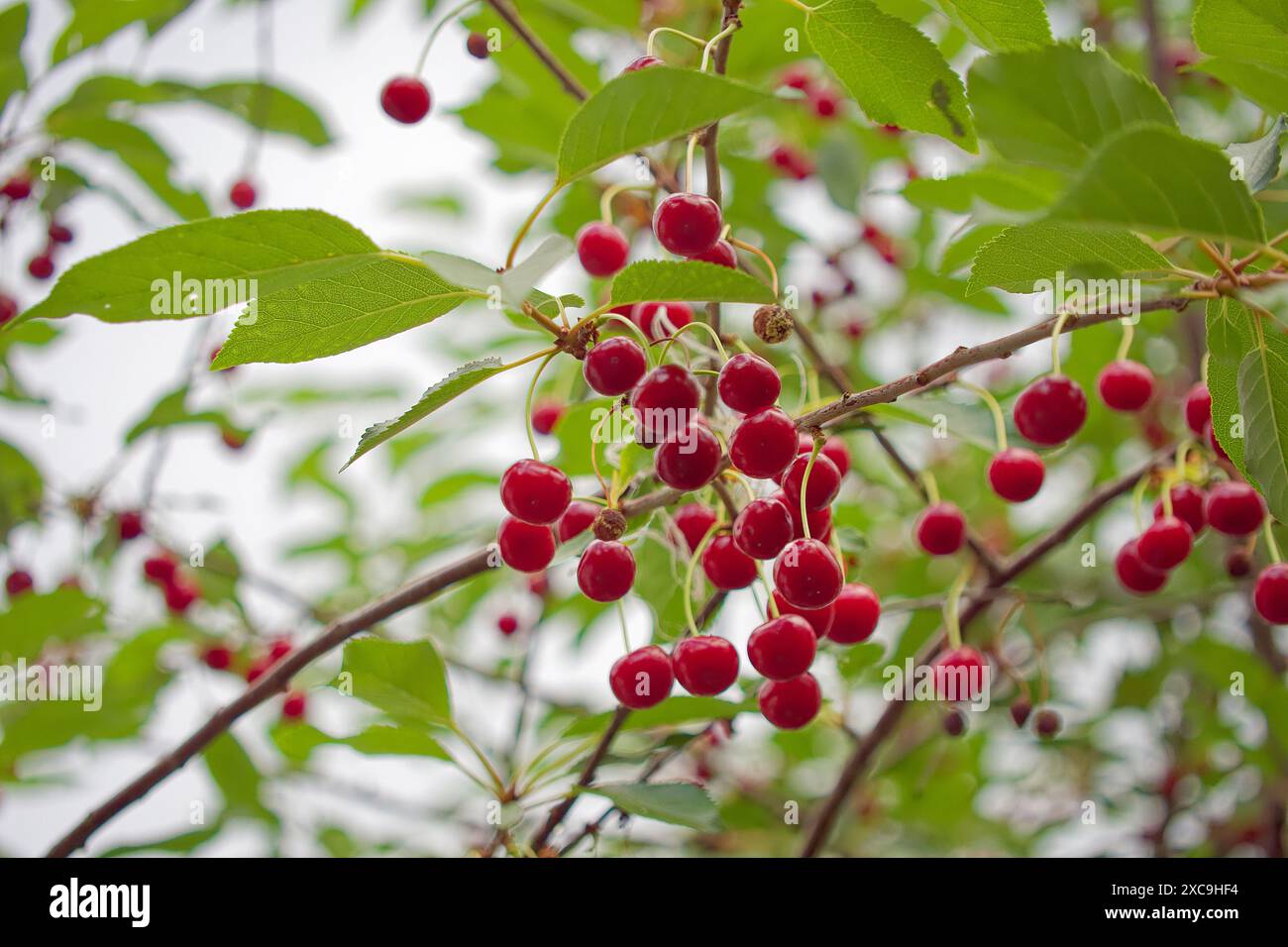 A bountiful display of ripe cherries amidst lush foliage under natural ...