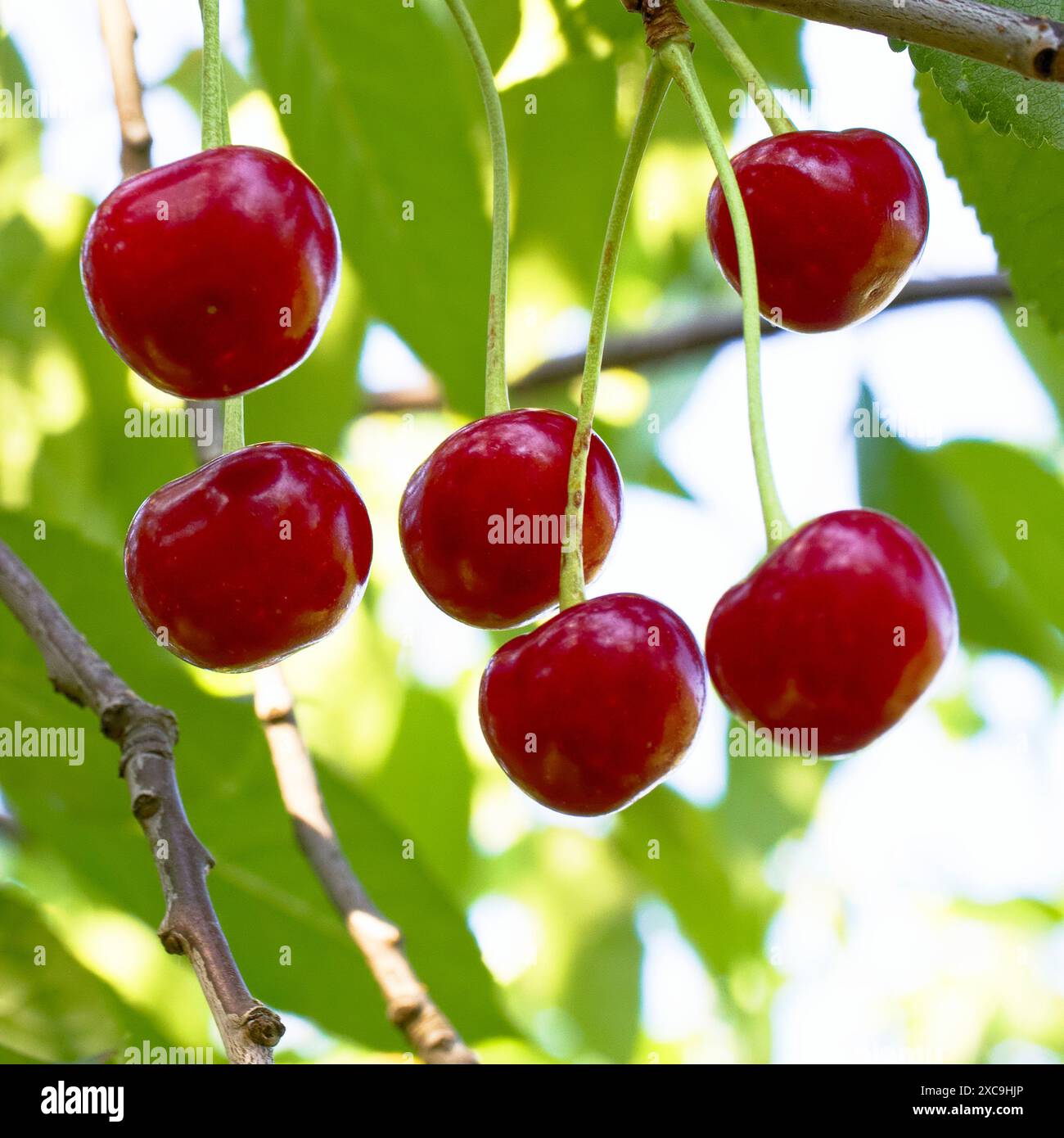 The image highlights the ripening process of cherries surrounded by the ...