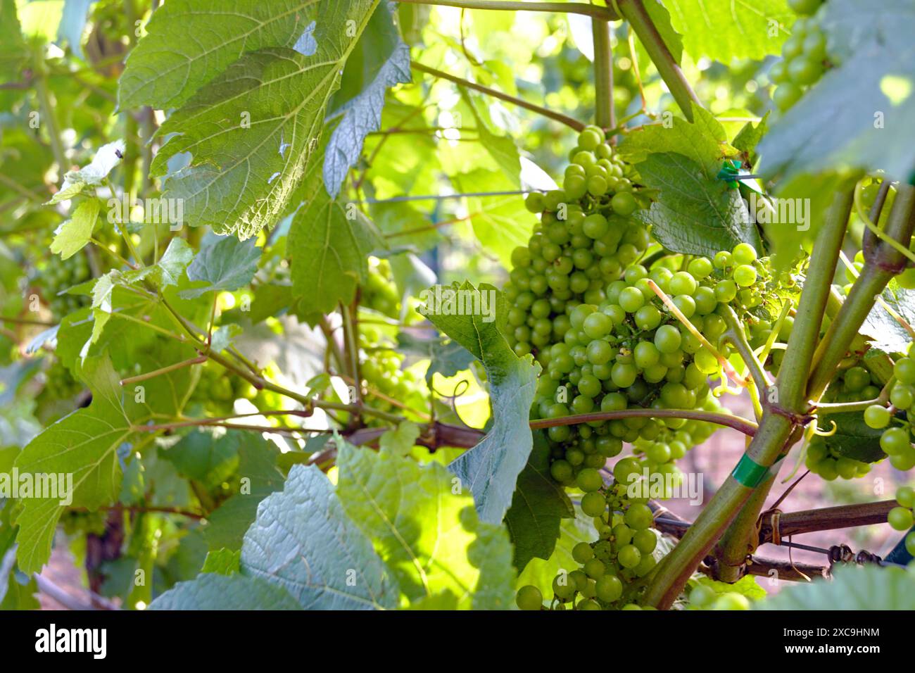 Bunches of small green grapes among the foliage. Growing grapes - vines tied to trellises with ...