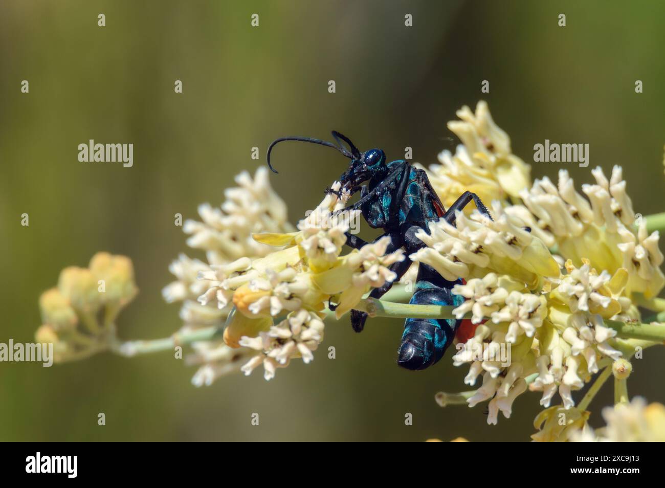 Tarantula Hawk Wasp feeding on nectar at some flowers in Tijuana, Baja ...