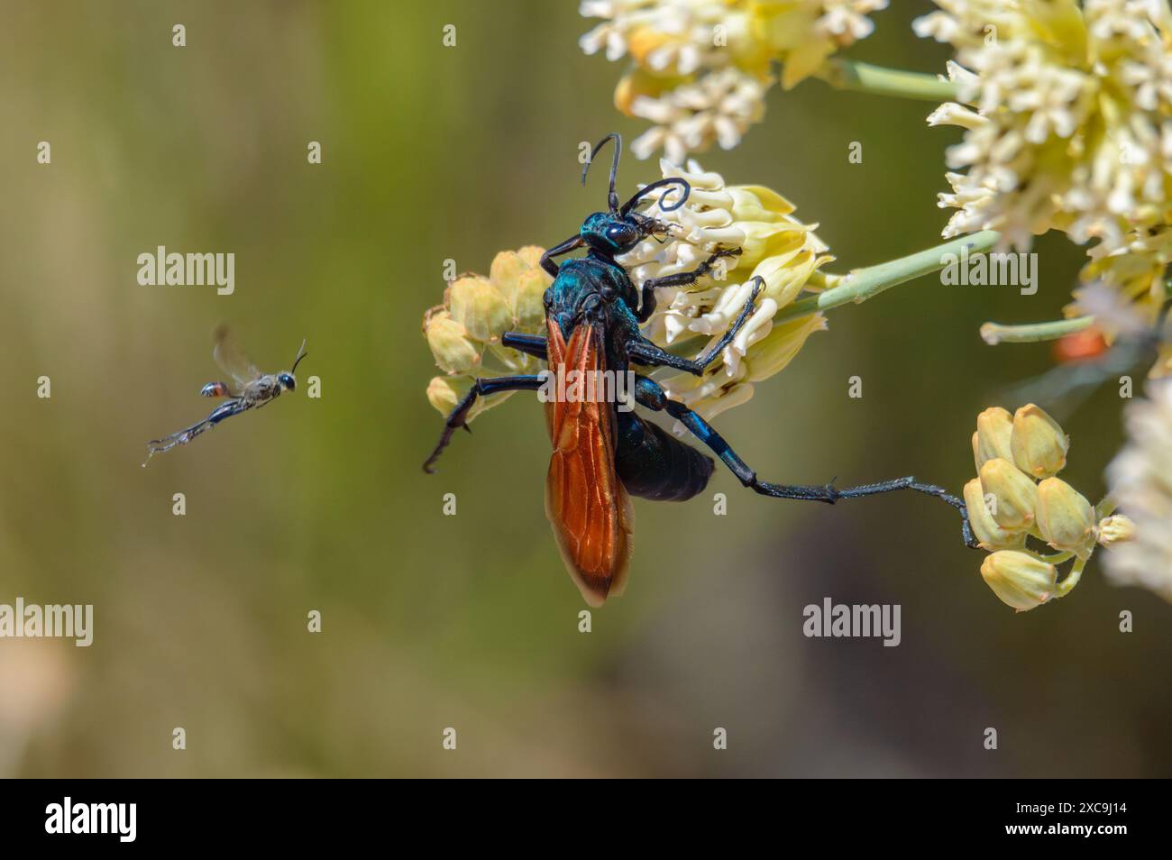 Tarantula Hawk Wasp Feeding on Nectar in Tijuana, Baja California Stock ...
