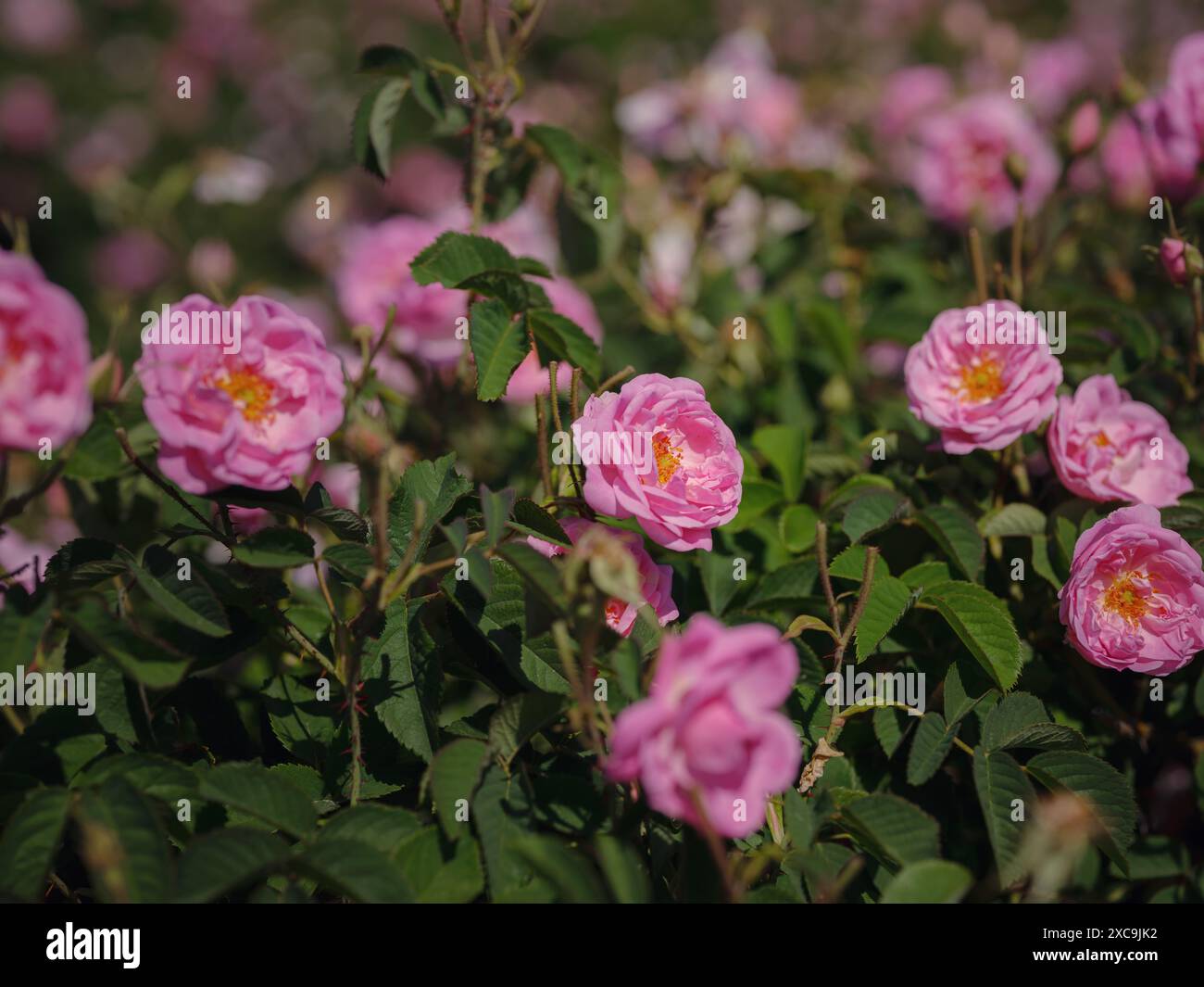 Field of Damascena roses in sunny summer day . Rose petals harvest for ...