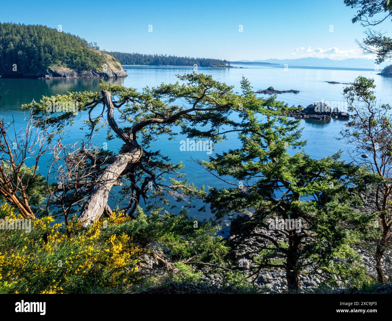 WA25322-00...WASHINGTON - Trees growing on the steep hillside above ...