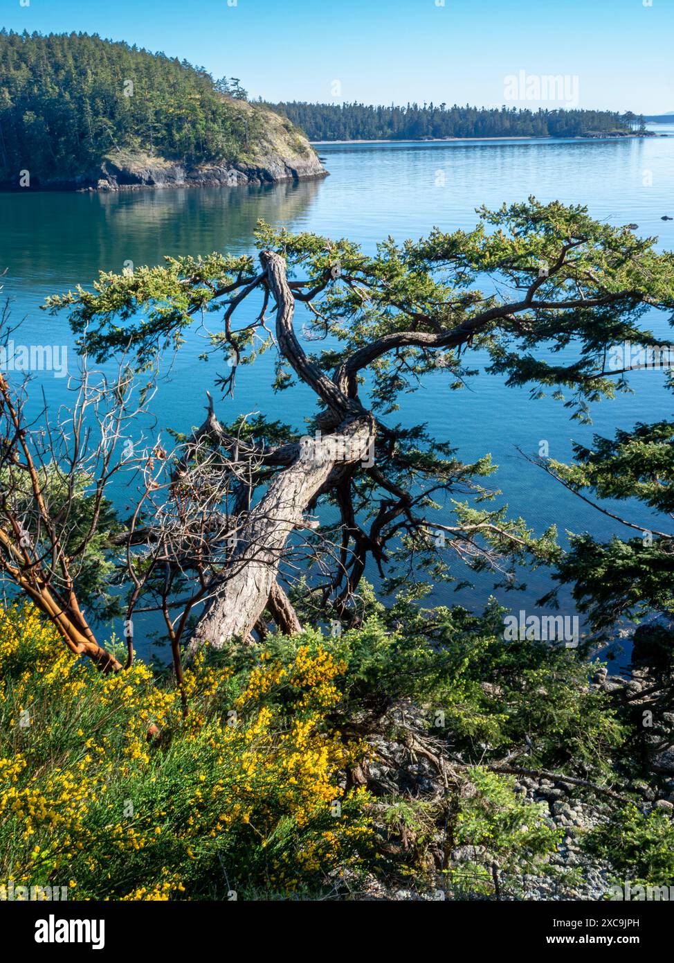 WA25323-00...WASHINGTON - Trees growing on the steep hillside above ...