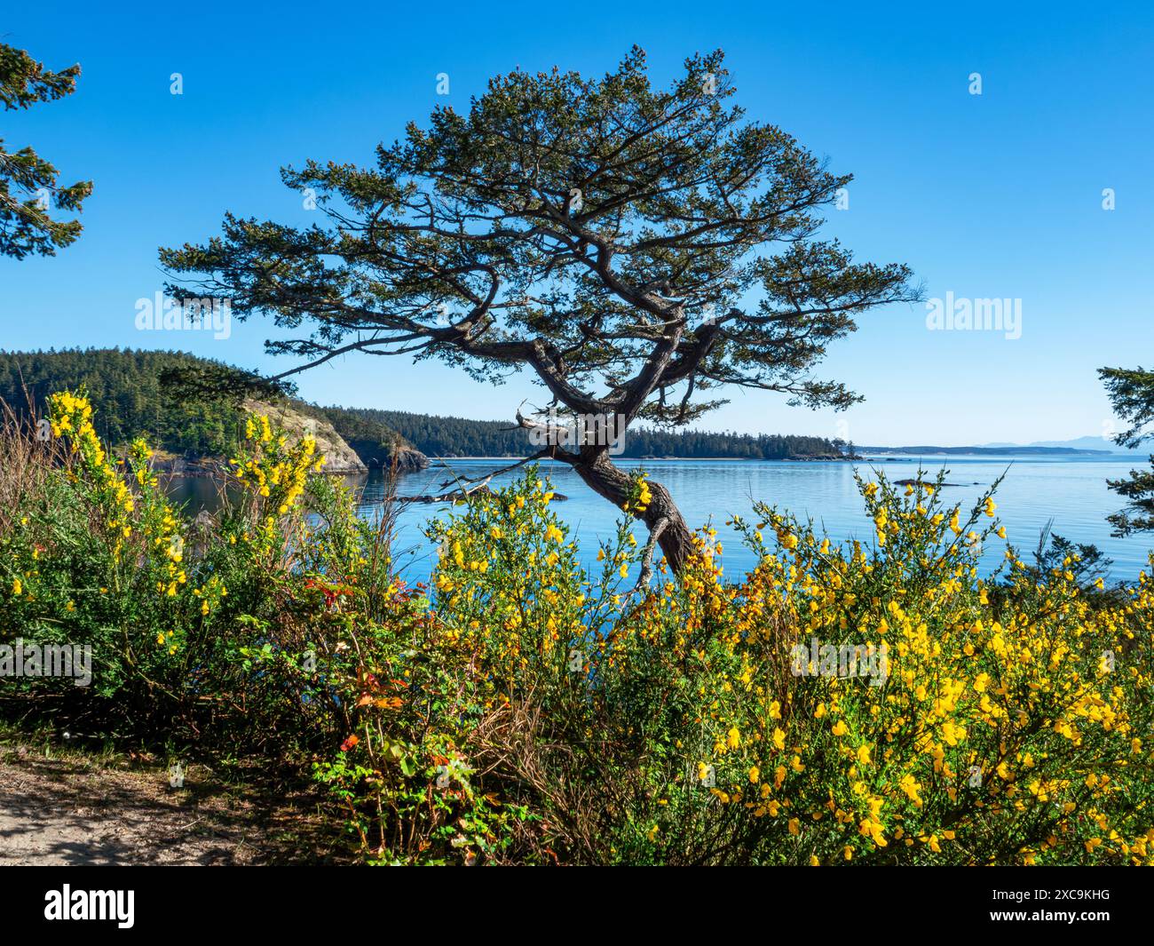 WA25329-00...WASHINGTON - Wind sculptured tree and colorful Scotch ...