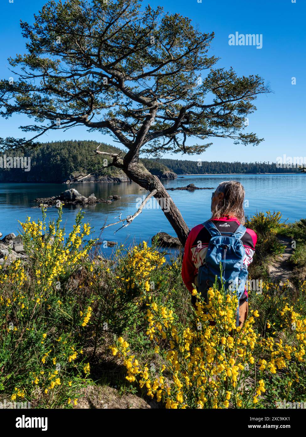WA25330-00...WASHINGTON - Tom photographing a wind sculptured tree and ...