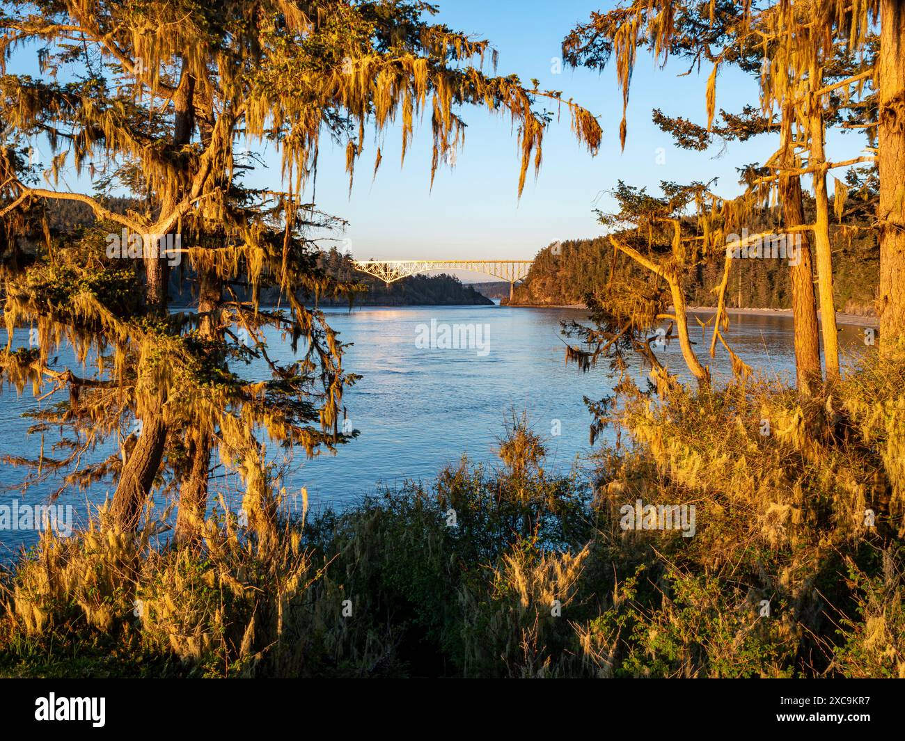 WA25333-00...WASHINGTON - Later afternoon sunshine on moss draped trees ...