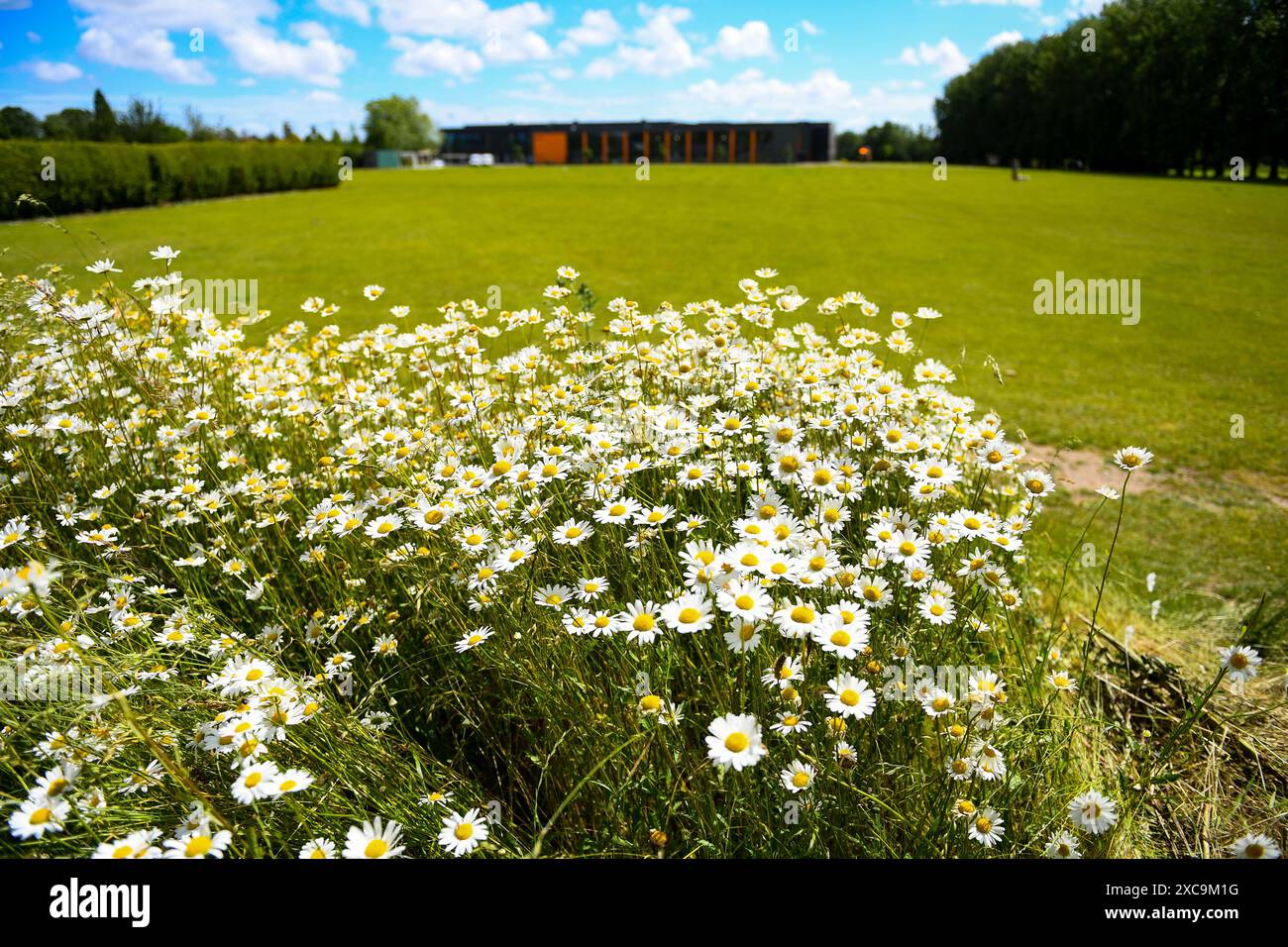 Verges and areas around Eastleigh Leisure centre are left to grow to ...
