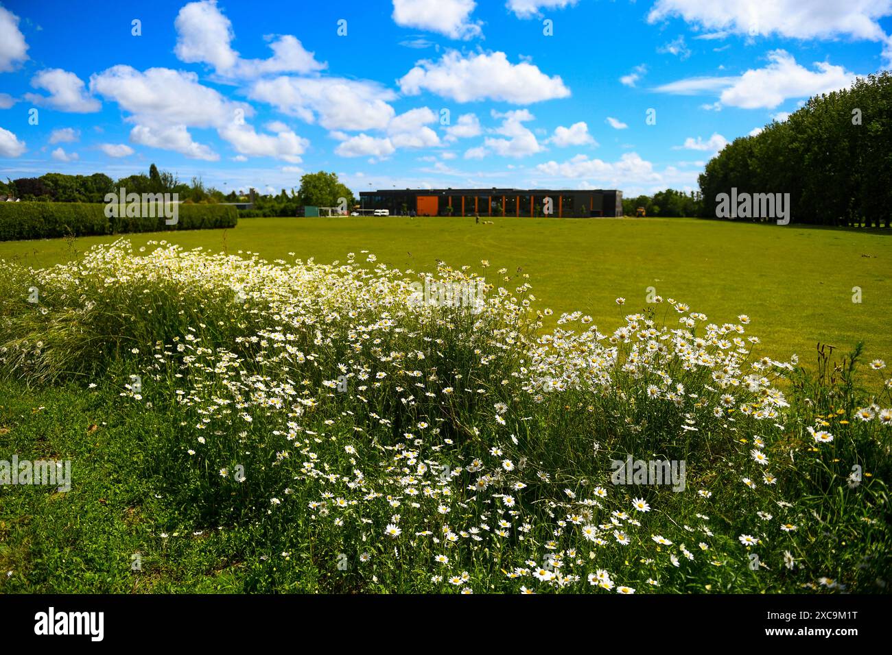 Verges and areas around Eastleigh Leisure centre are left to grow to ...
