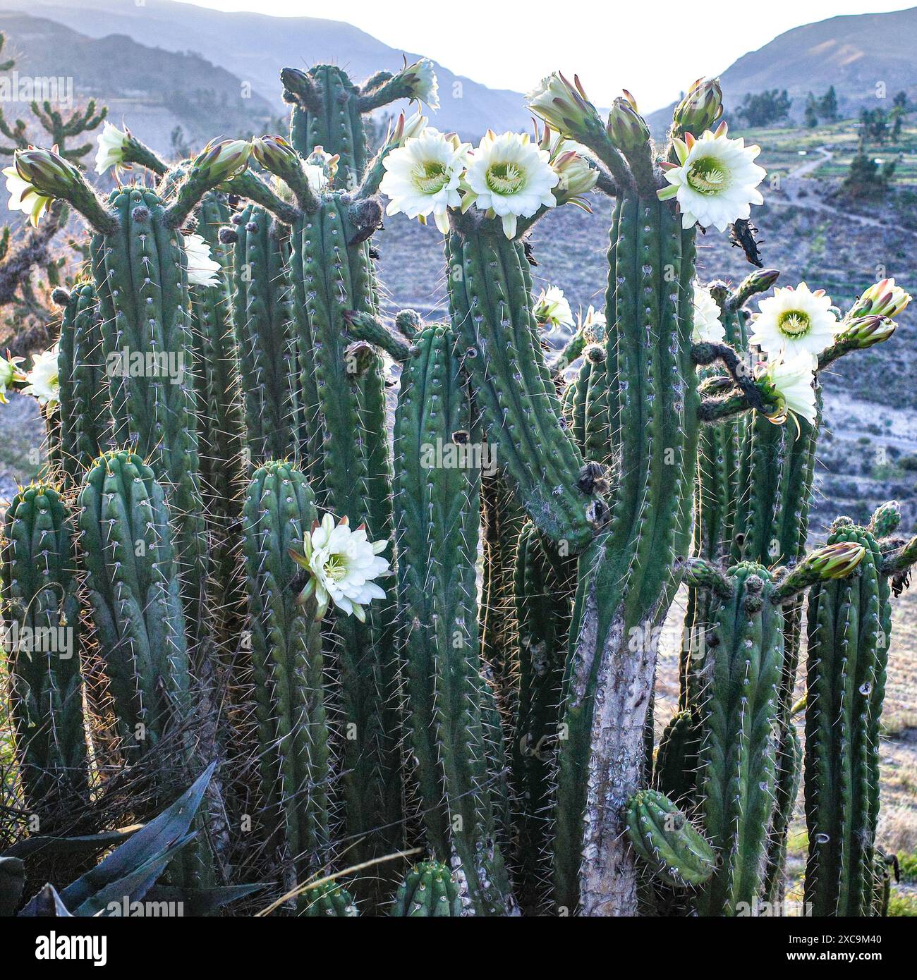Chivay, Peru - Dec 6, 2023: Cactus plants flowering in the Colca Canyon ...