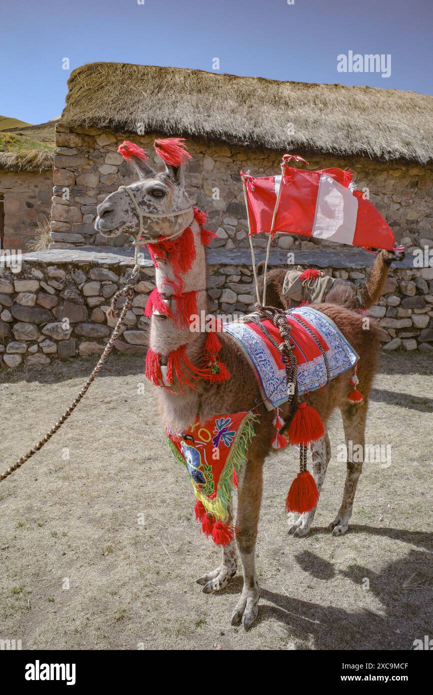 Sibayo, Peru - Dec 5, 2023: A Llama dressed in the Peruvian colors and ...