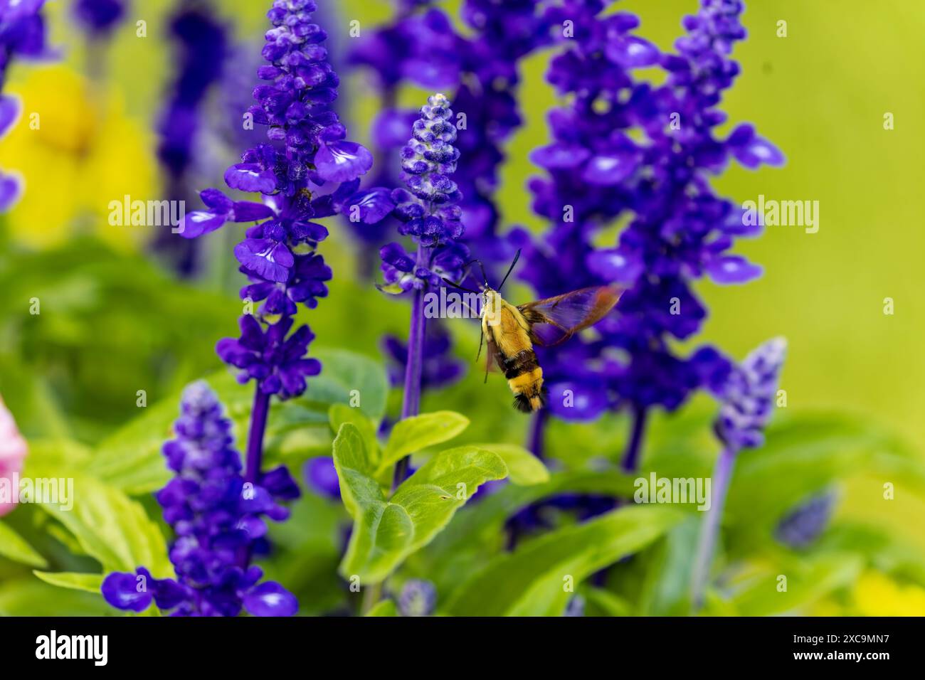 The hummingbird clearwing (Hemaris thysbe) commonly known as hawk moth ...