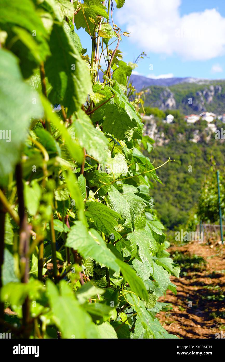 A grapevine tied to a trellis with fresh green leaves against the ...
