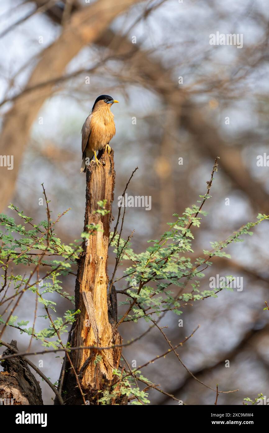 Small starling bird hi-res stock photography and images - Alamy