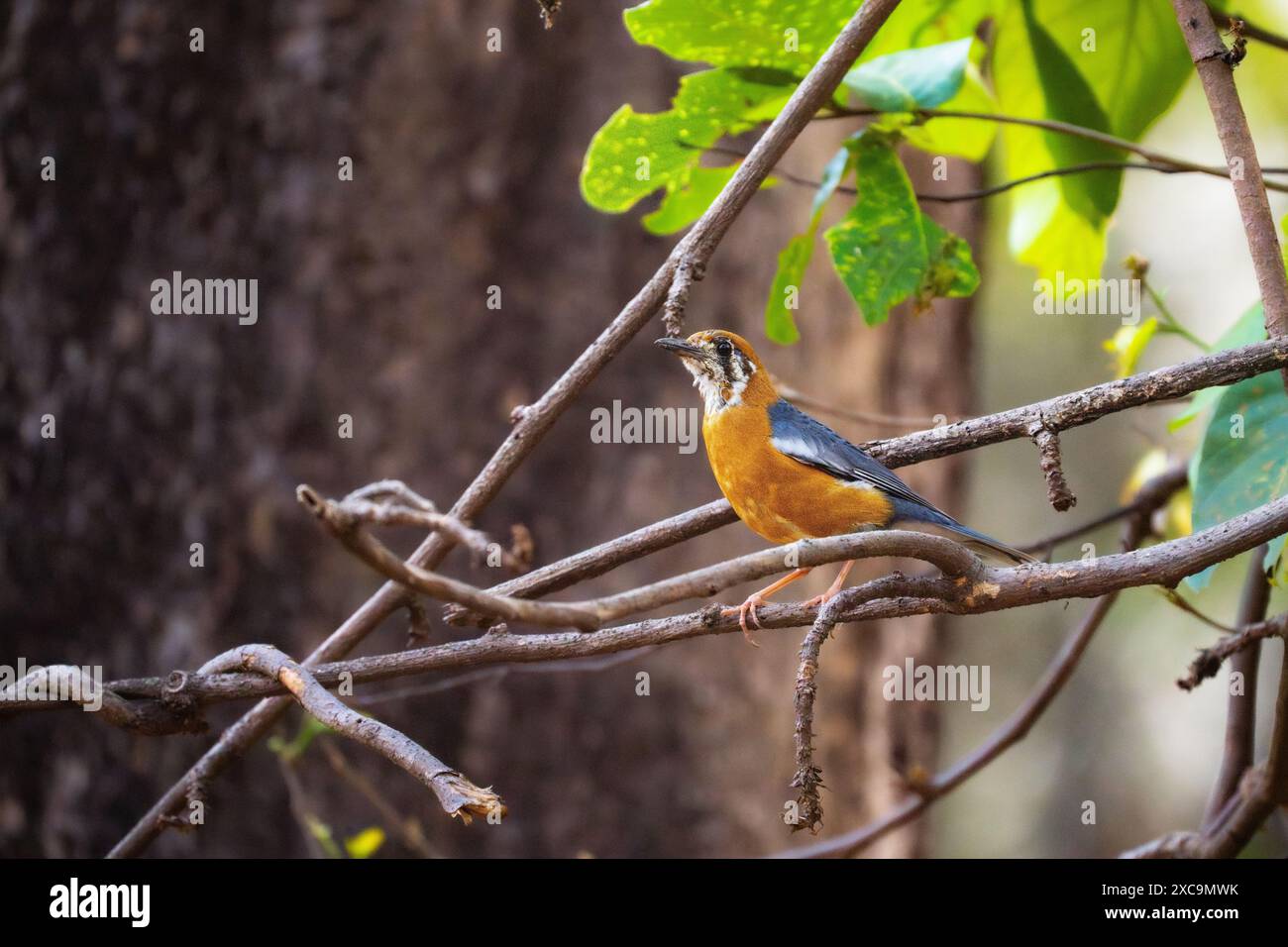 Asian thrush hi-res stock photography and images - Alamy