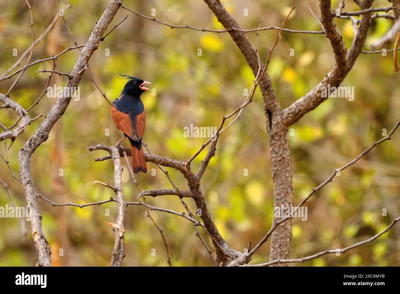 Natural bunting hi-res stock photography and images - Alamy