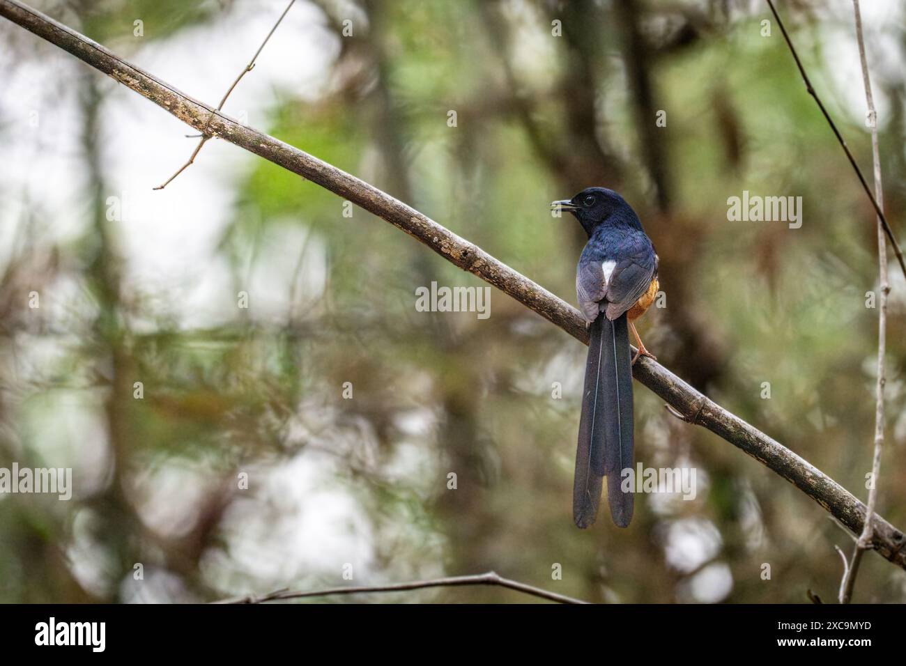 Black shama hi-res stock photography and images - Alamy