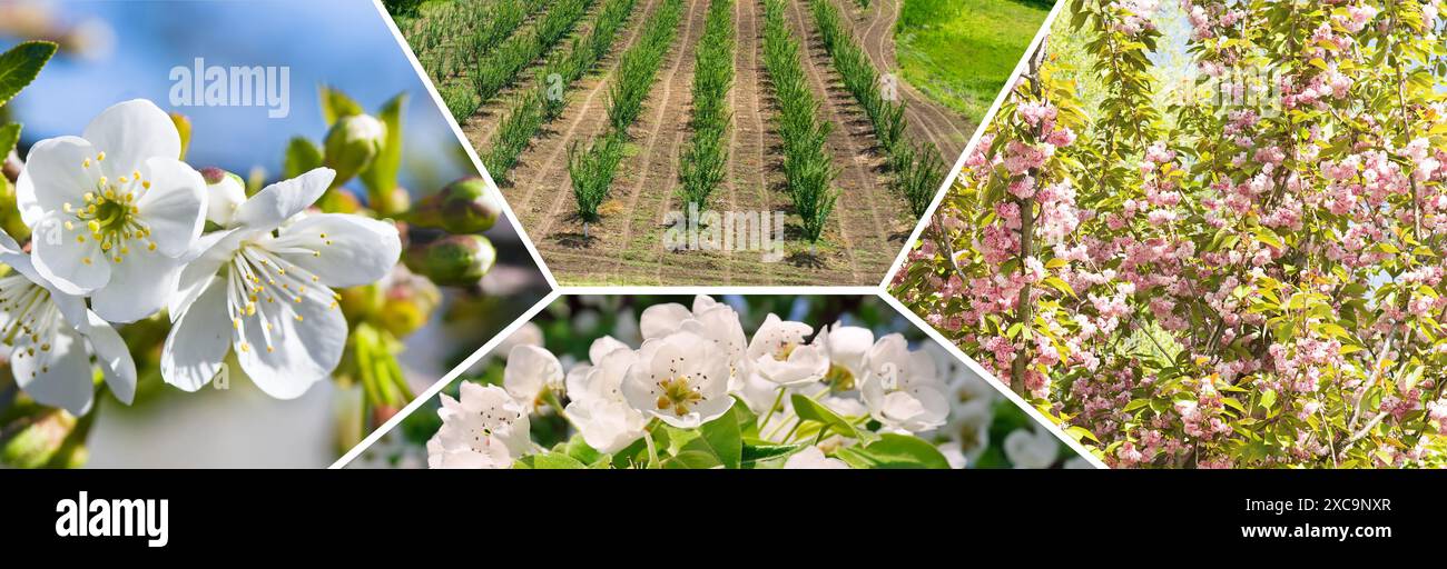 Spring flowering of fruit trees. Collage. Wide photo Stock Photo - Alamy
