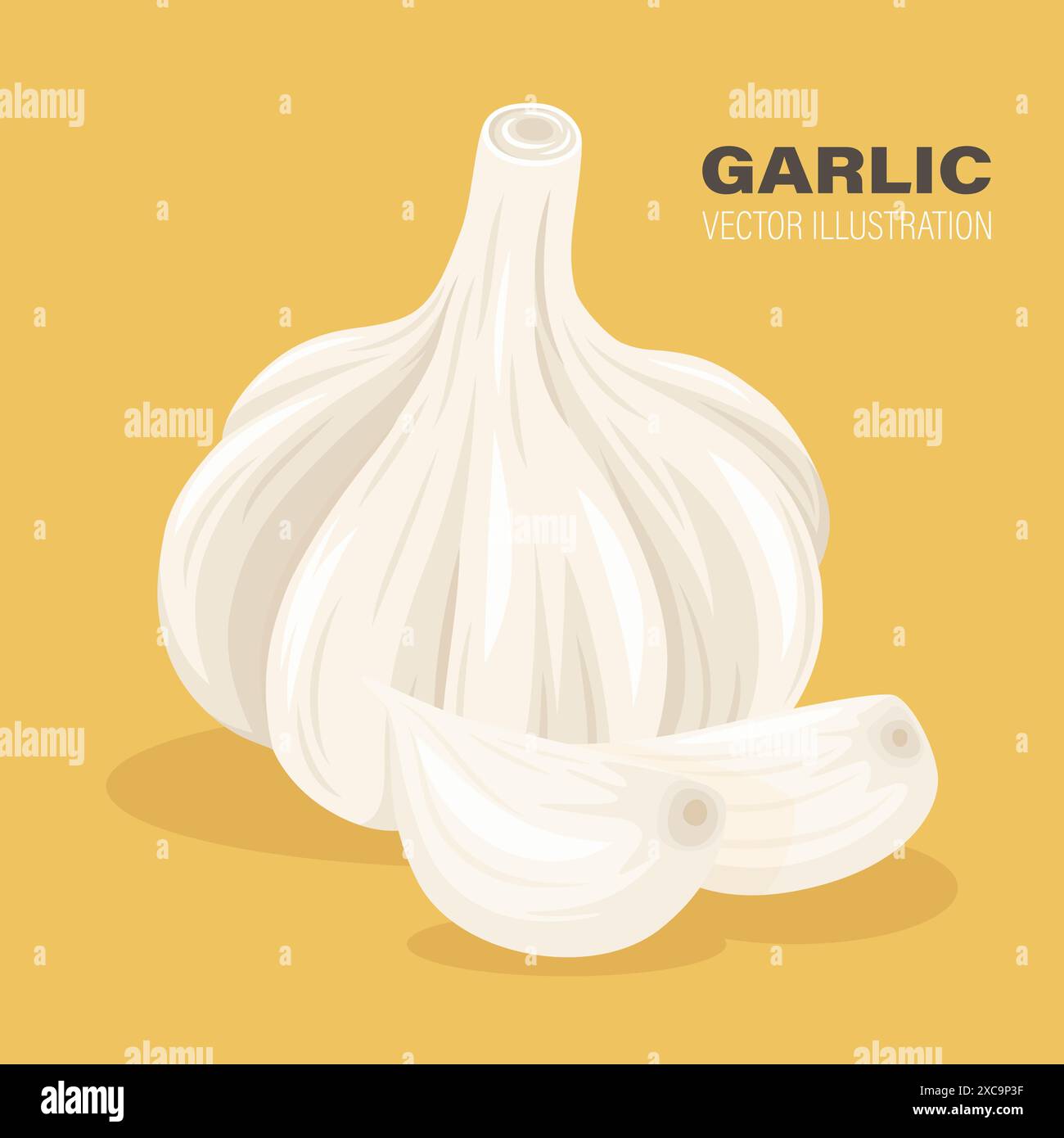 Vector Hand Drawn Garlic Bulb and Cloves Closeup. Vegetable ...