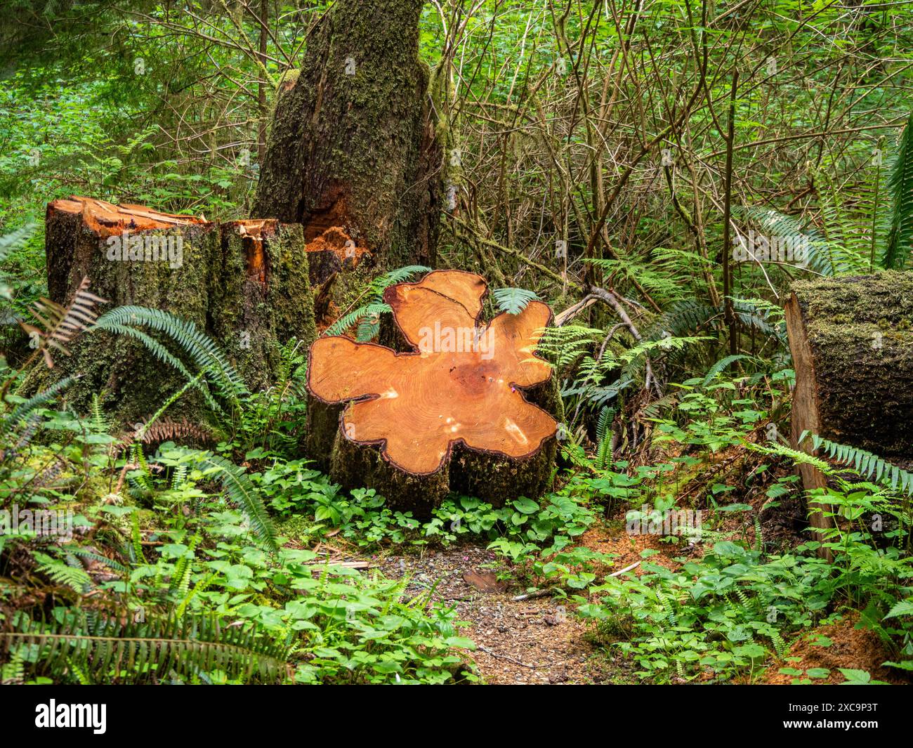 Standout in green forest hi-res stock photography and images - Alamy