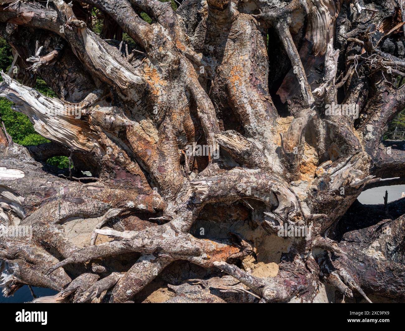 Tree root system hi-res stock photography and images - Alamy