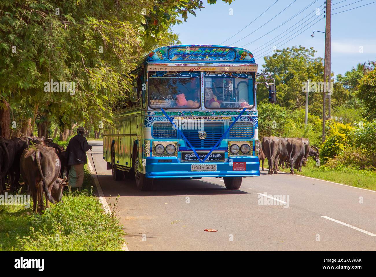 Kolutara, Sri Lanka. 08.02. 2023. Regular public bus from Colombo to ...