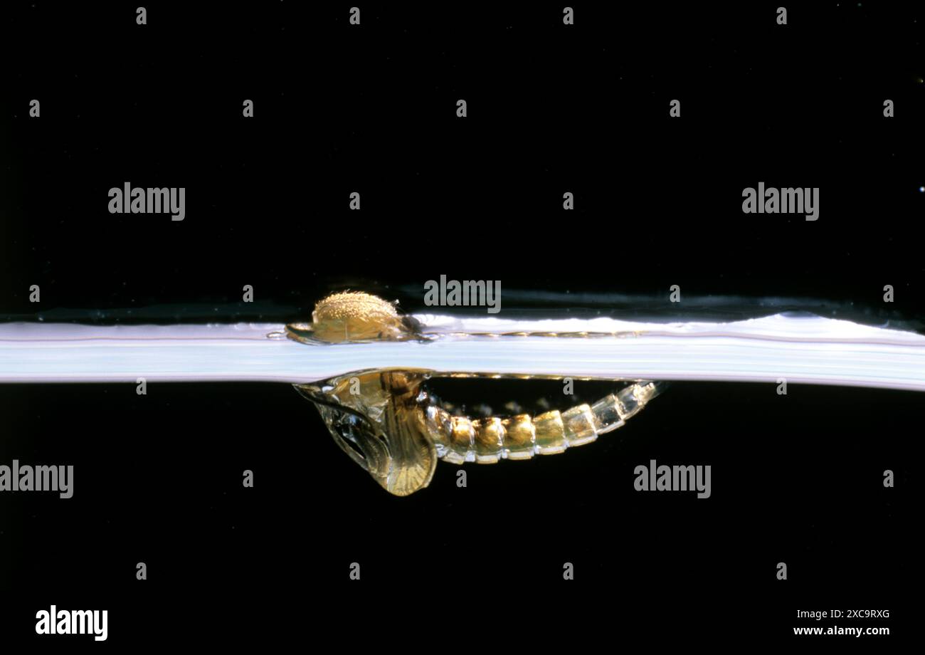 Hatching mosquitoes hi-res stock photography and images - Alamy