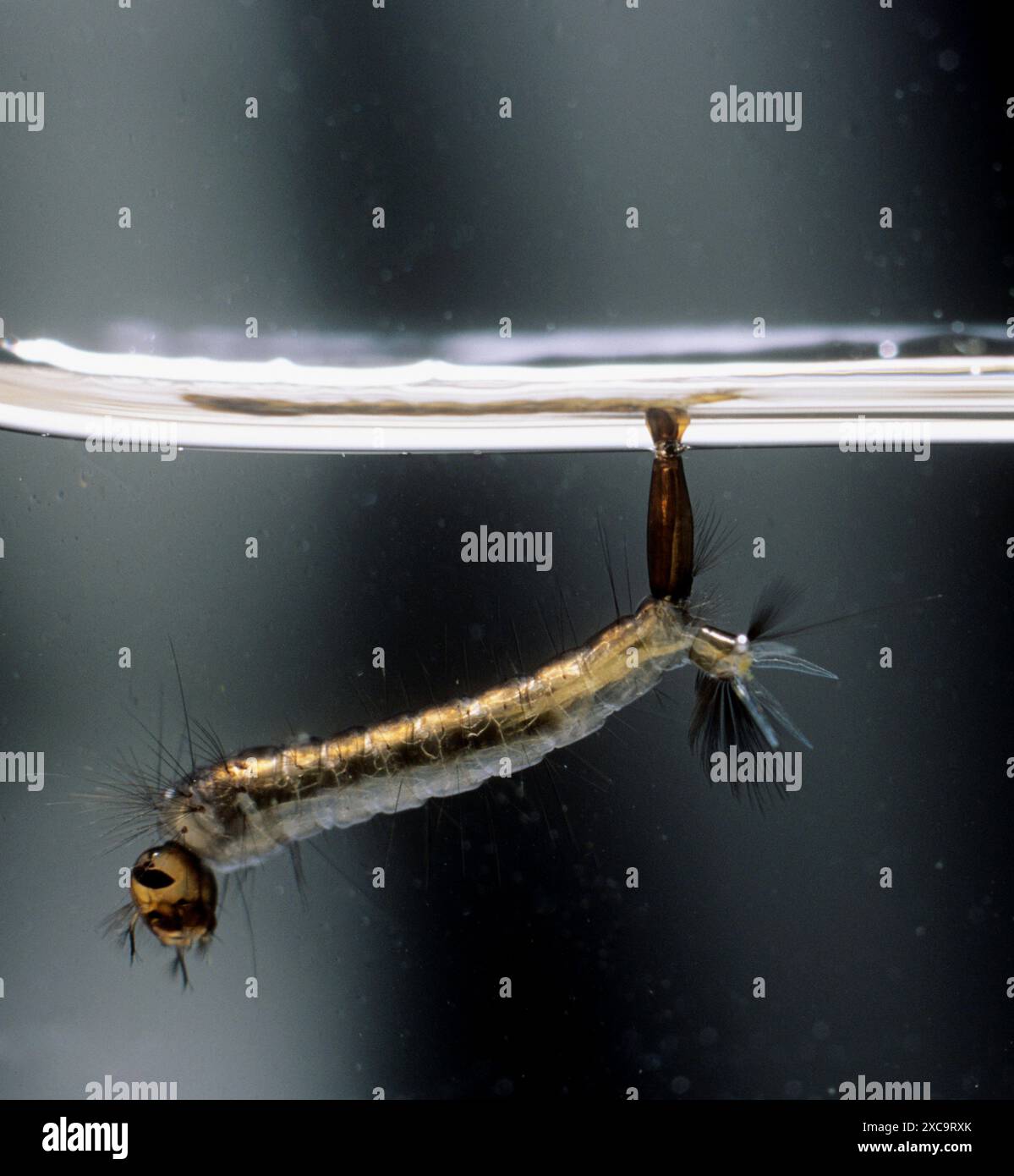 Mosquito larvae hi-res stock photography and images - Alamy