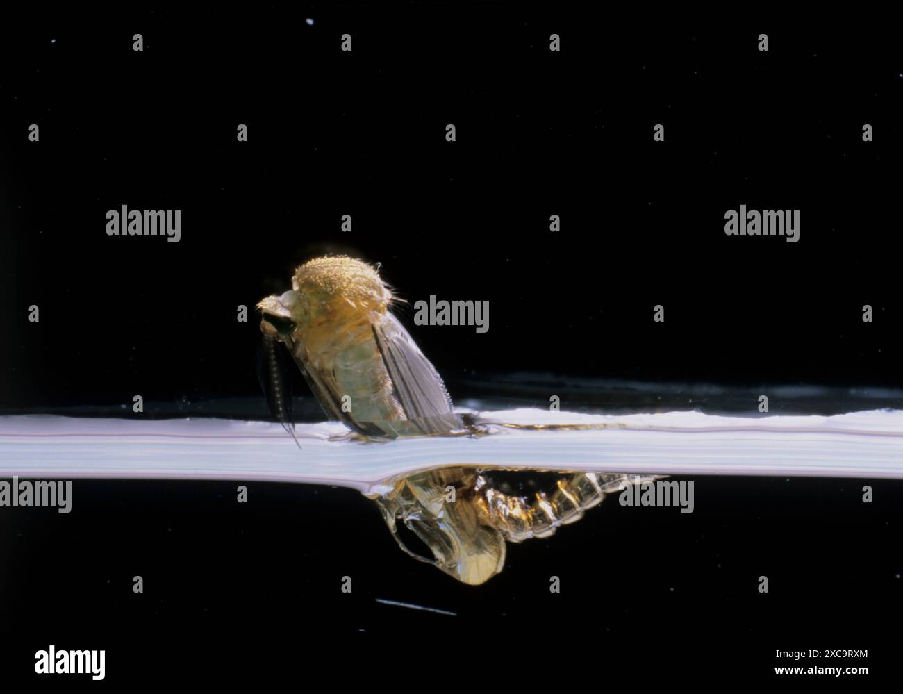 Hatching mosquitoes hi-res stock photography and images - Alamy