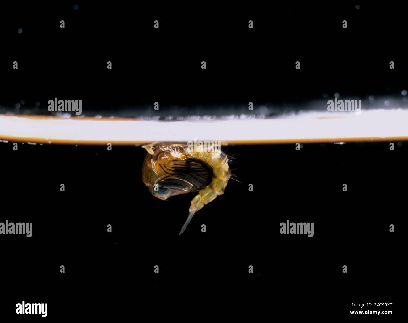 Hatching mosquitoes hi-res stock photography and images - Alamy