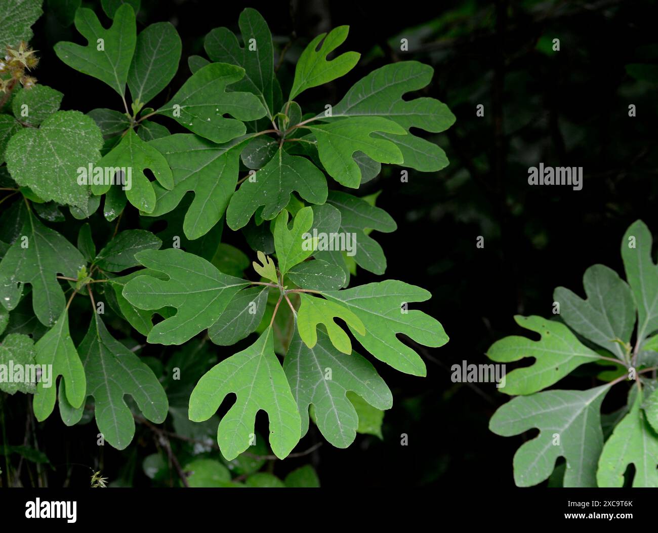 Sassafras tree hi-res stock photography and images - Alamy