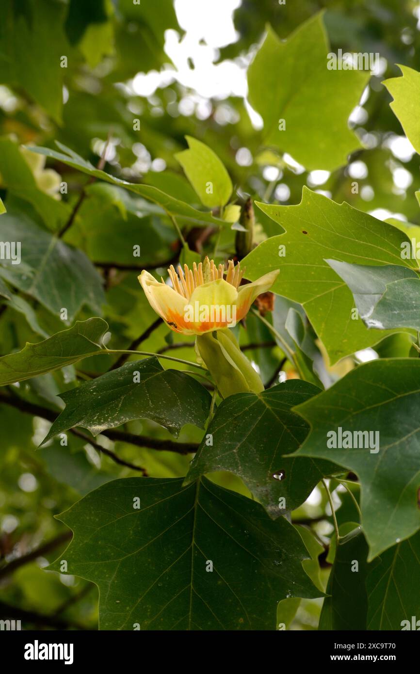 A flowering seed on a tulip poplar tree (Liriodendron tulipfera) in ...