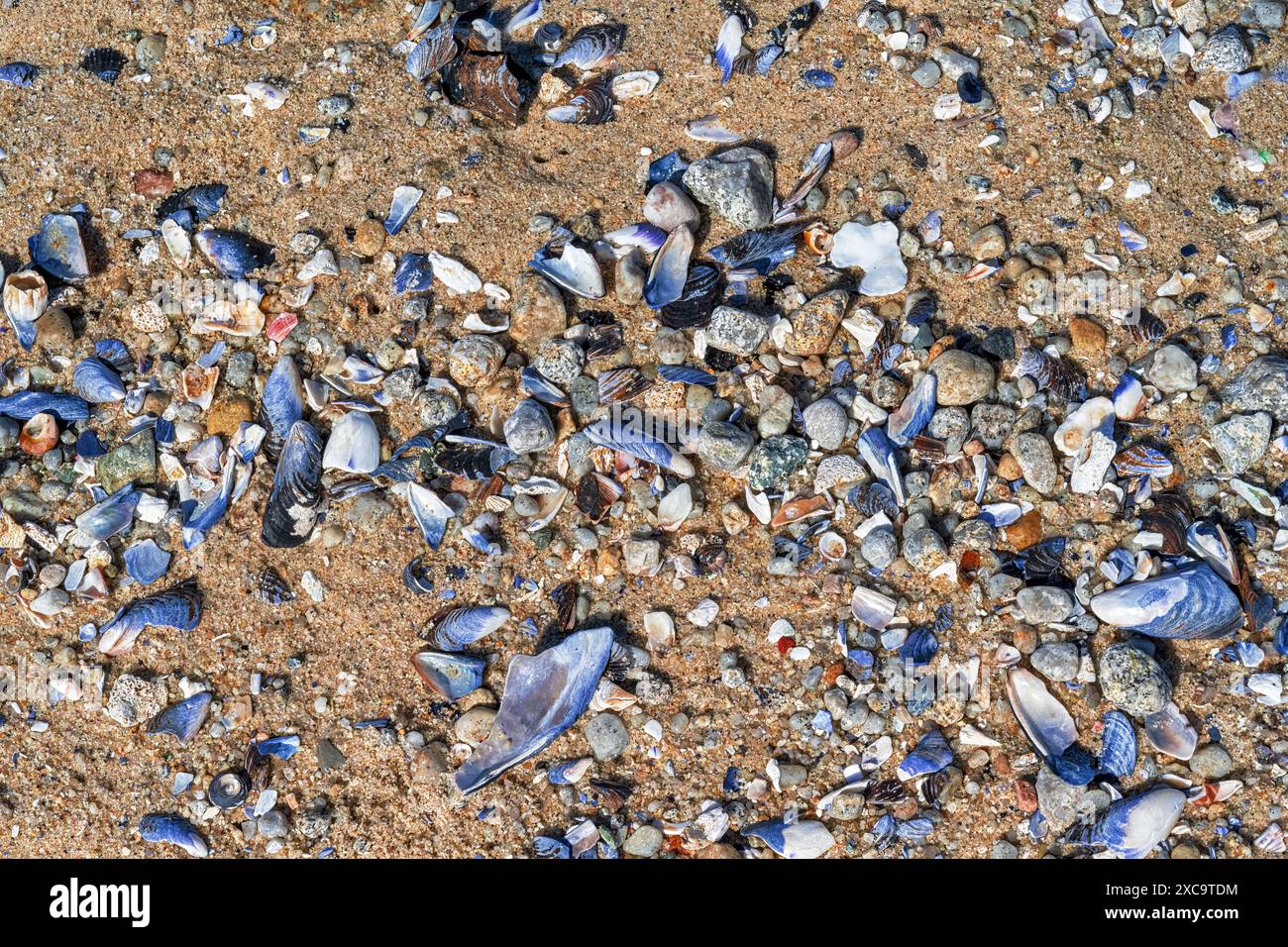 Sea shells on the sand at a beach in Monterey, California Stock Photo ...