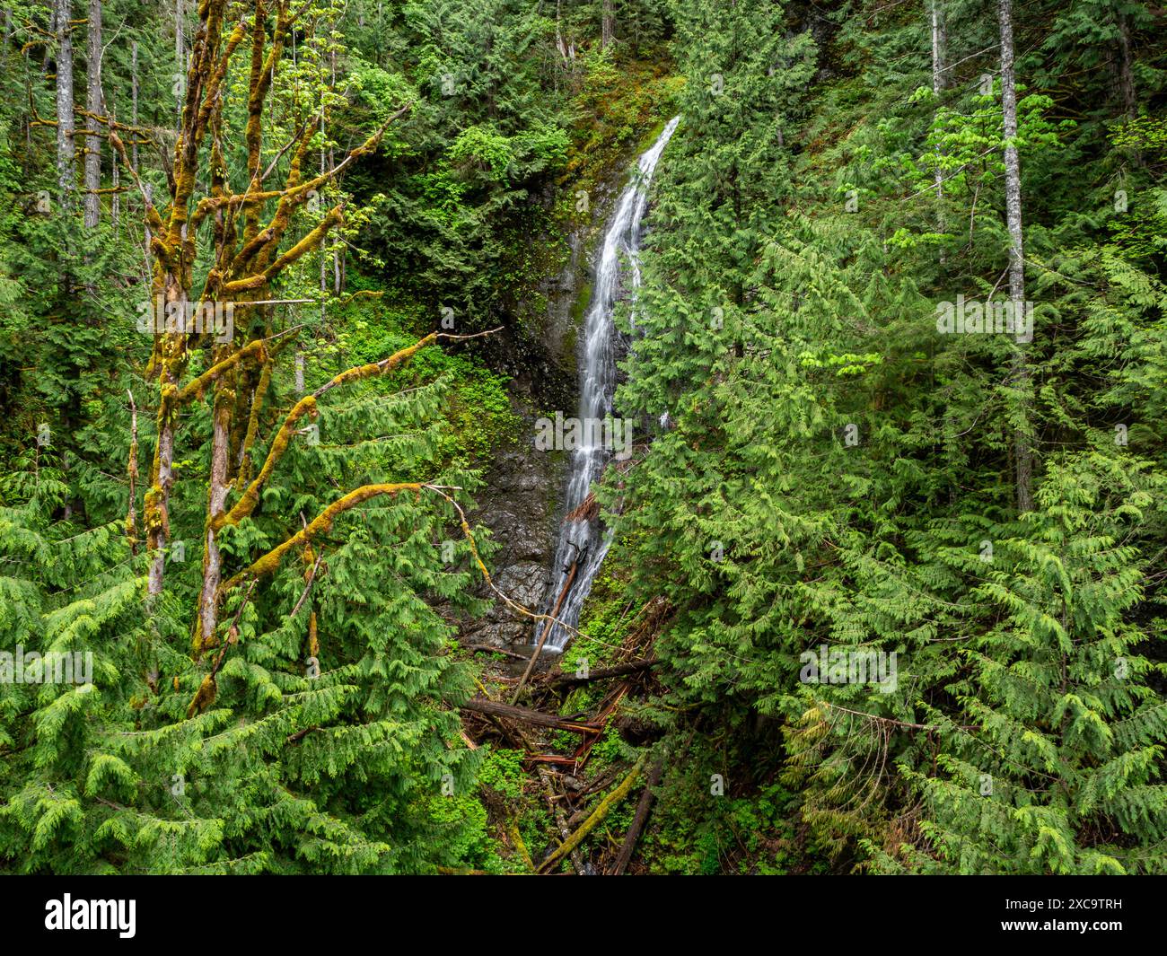 Western red cedar tress hi-res stock photography and images - Alamy