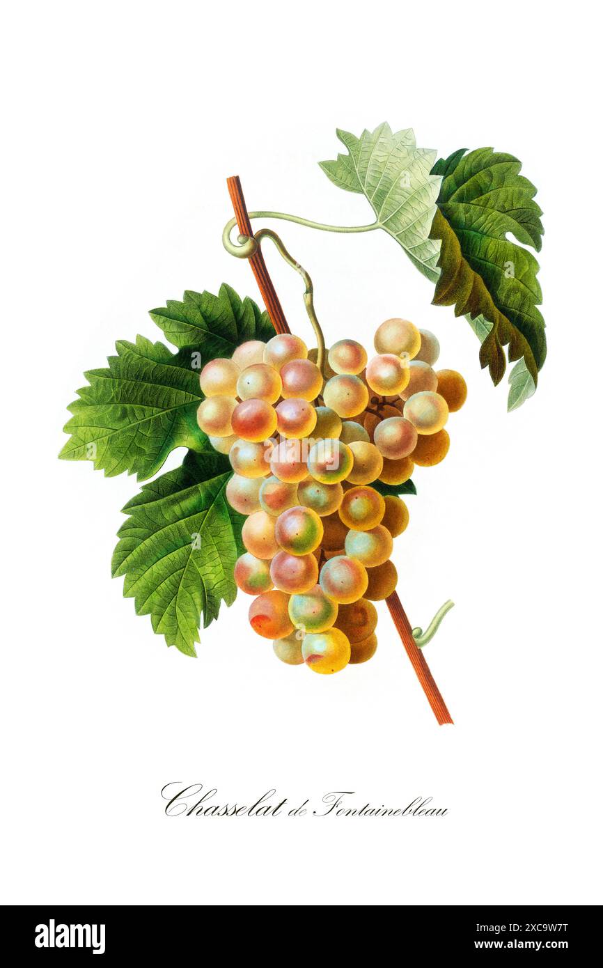 Colorful vintage botanical illustration of a white grapes Chasselat de ...