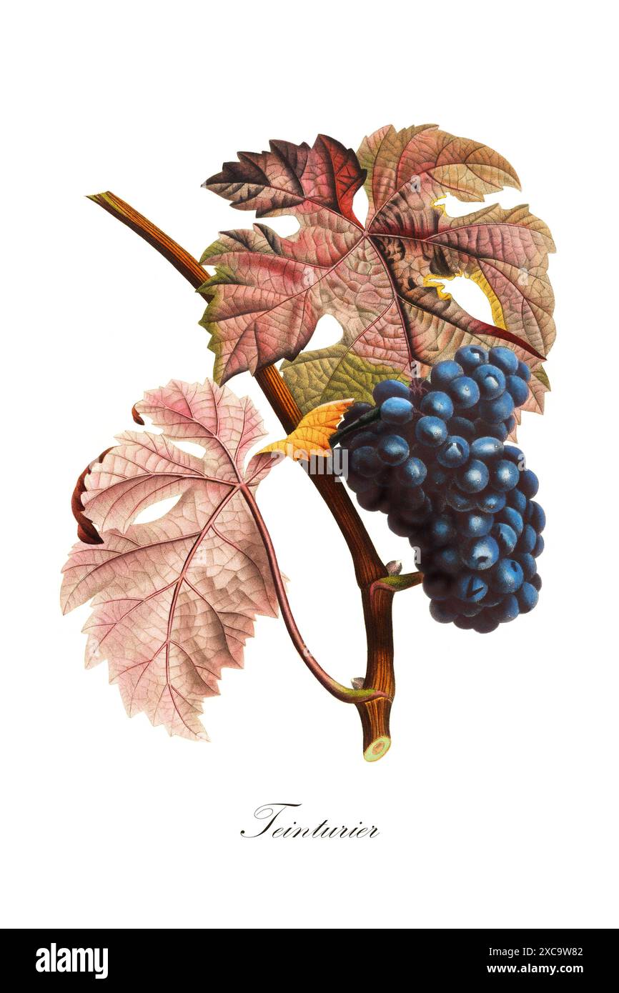 Colorful vintage botanical illustration of a black grapes Teinturier ...