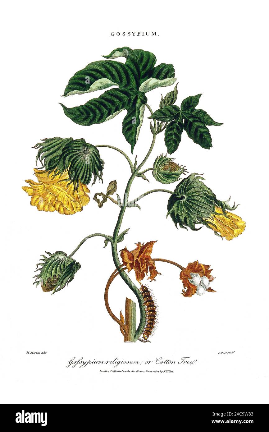Colorful vintage botanical illustration of a cotton tree (Gossypium) by ...