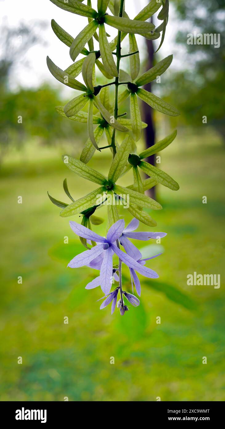 Many flower names hi-res stock photography and images - Alamy