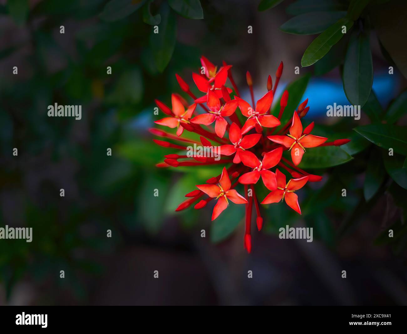 Close up vibrant red Jungle geranium, Ixora Coccinea, ixora chinensis, Chethi Flower, Rubiaceae ...